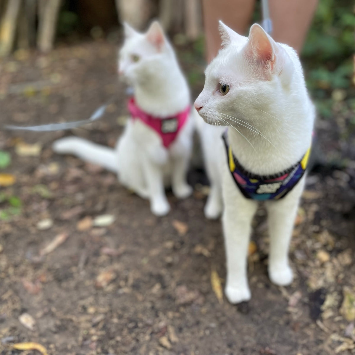 Lex and Lana The Trailblazing Kitties