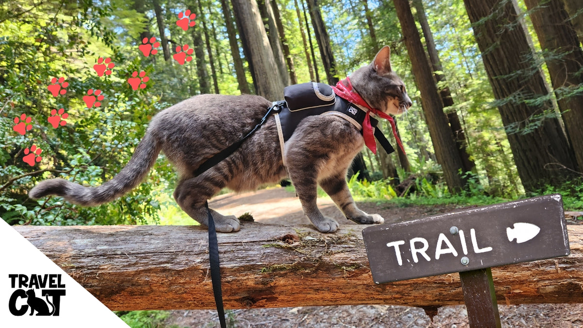 Train Your Cat to be a TRAILBLAZER | TIPS on Hiking and Water Sports a