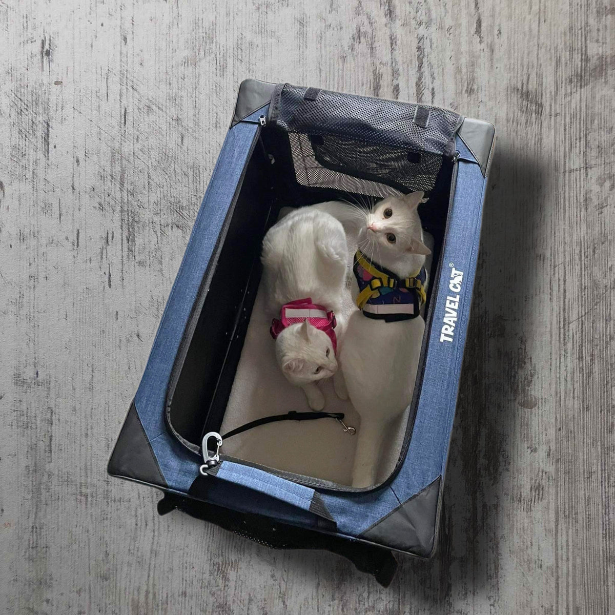 Your Purrfect Guide to Holiday Travel with a Cat: How to Take Your Pet