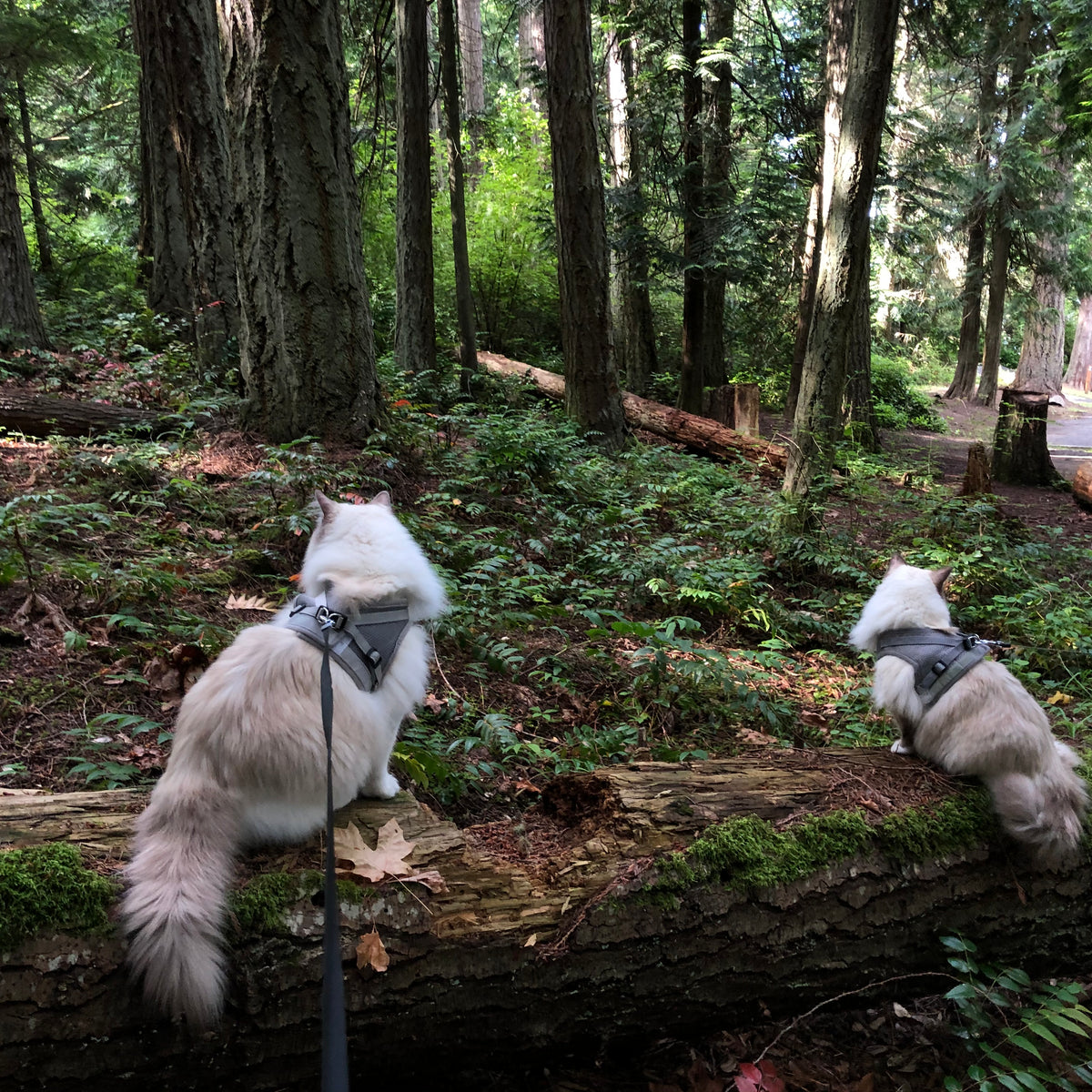 Tips from Cat Parents Who Have Taken These Adorable Kitty Siblings to