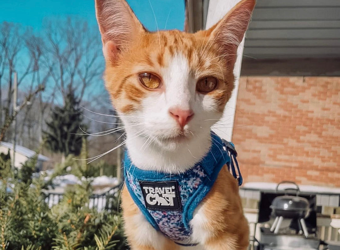 Travel Cat Tuesday: Olly and Mylo, Orange Cat Ambassadors