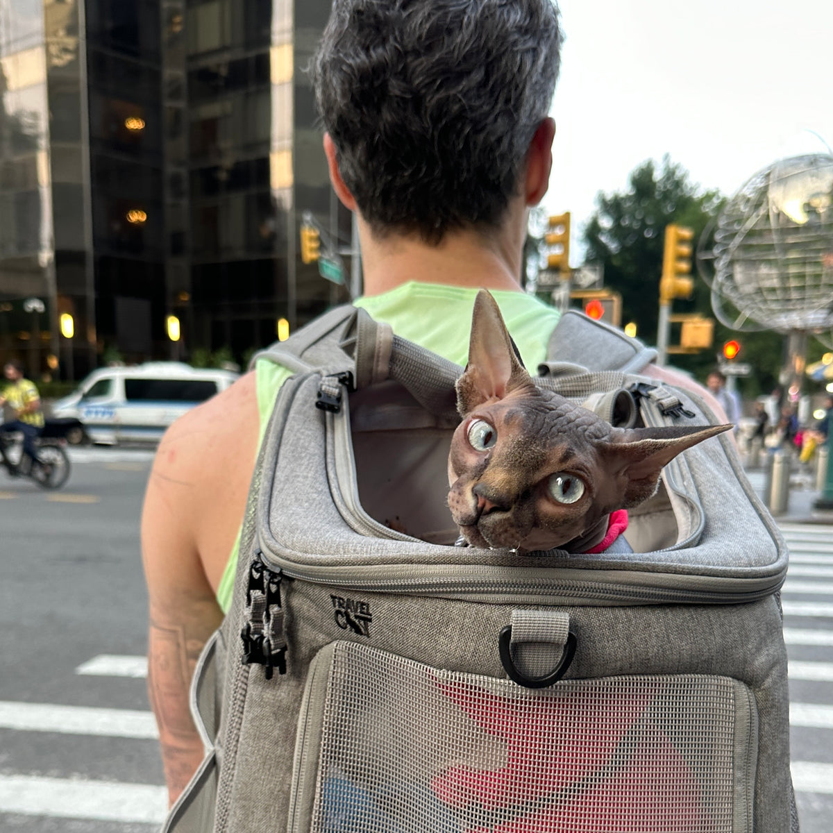 Featured Feline: Bruce Wayne, NYC's Cat Adventurer