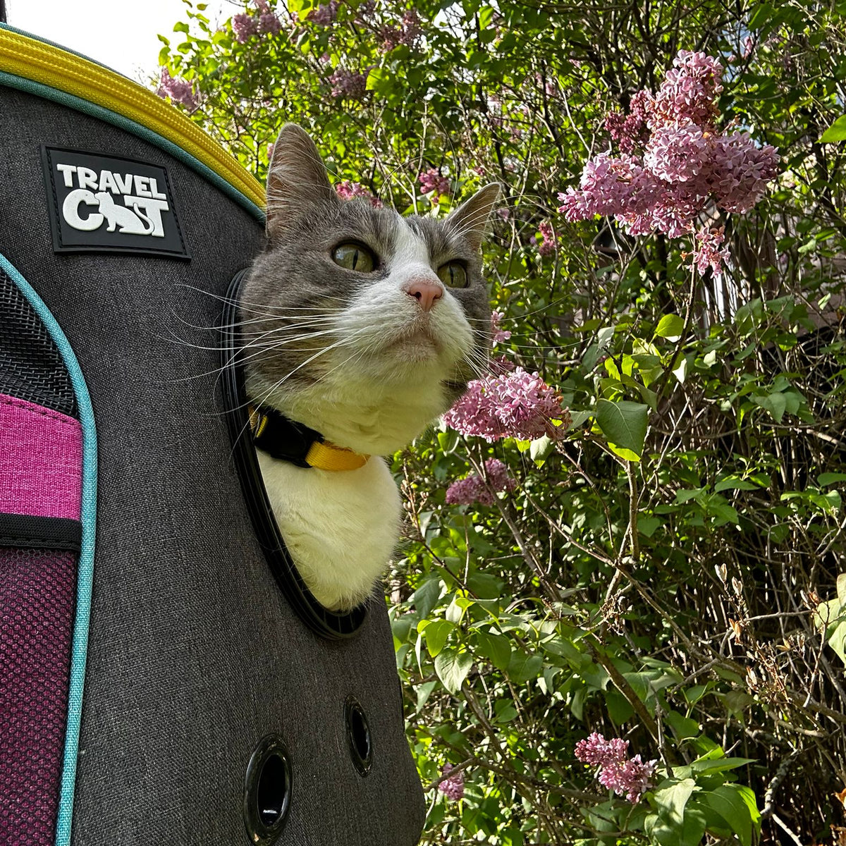 Understanding Hypertrophic Cardiomyopathy (HCM) in Cats: What Every Ca