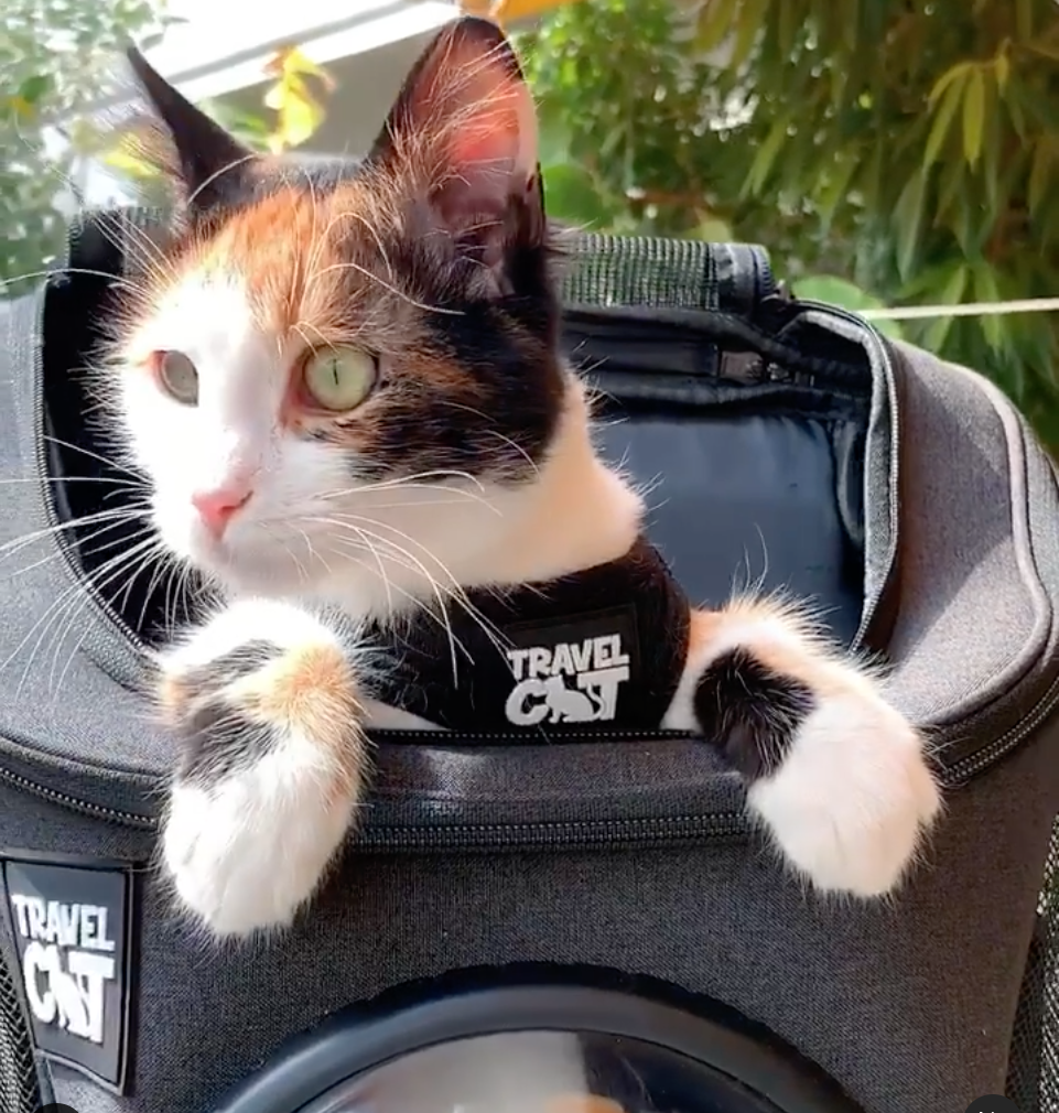 Travel Cat Tuesday: Cat Backpack Training & Playtime with Cute Kitty S