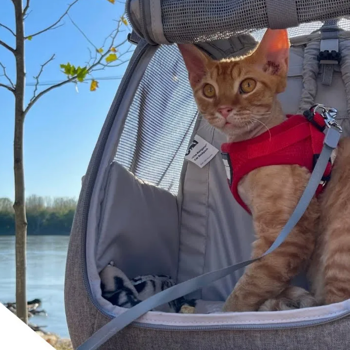 Unveiling the Secrets of Backpack Training at the Travel Cat Summit