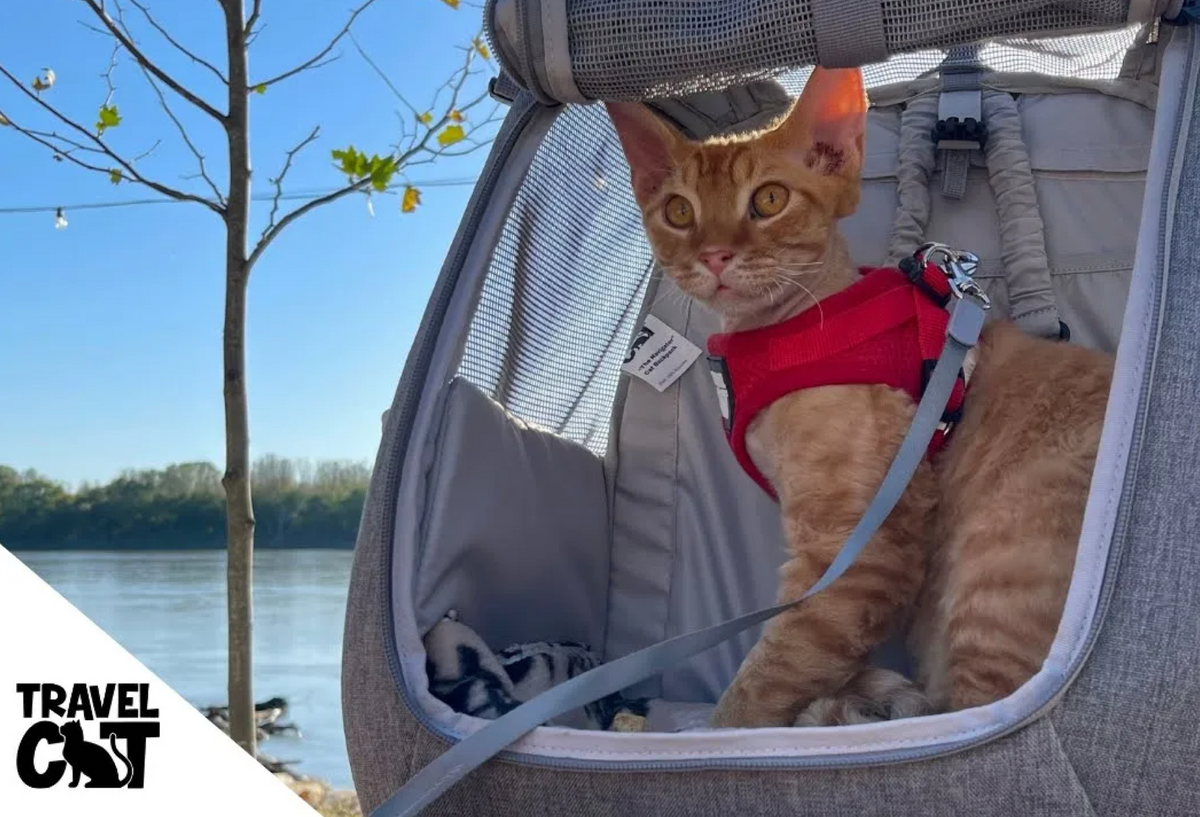 How to Keep Cat Travel Tidy