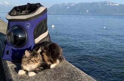 21 Cats from Around the World Going on Adventures in Travel Cat Gear f