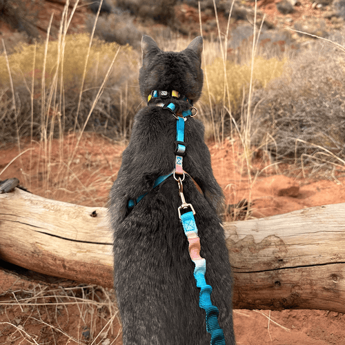 "The Day Tripper" Adjustable H-Style Cat Harness & Bungee Leash