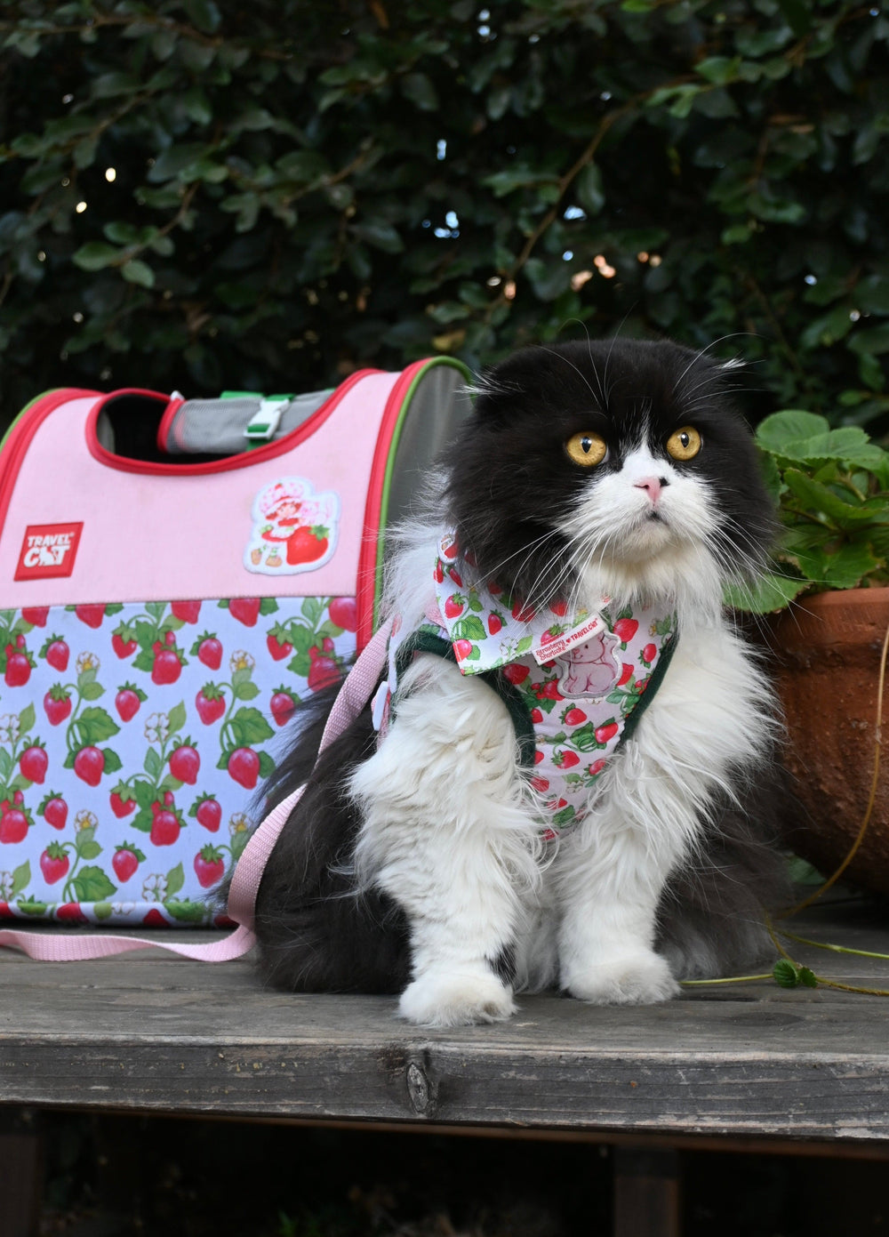 Strawberry Shortcake x Travel Cat - Officially Licensed Collection at