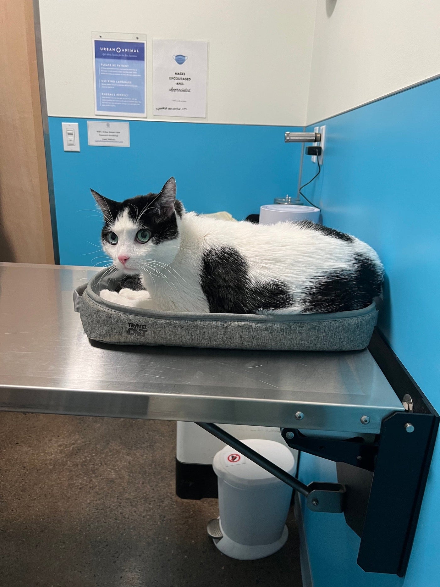 "The Transpurrter" Ultimate Calming Convertible Cat Carrier in Heather