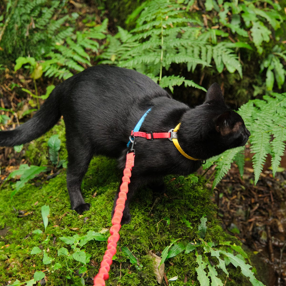 "The Day Tripper" Adjustable H-Style Cat Harness & Bungee Leash