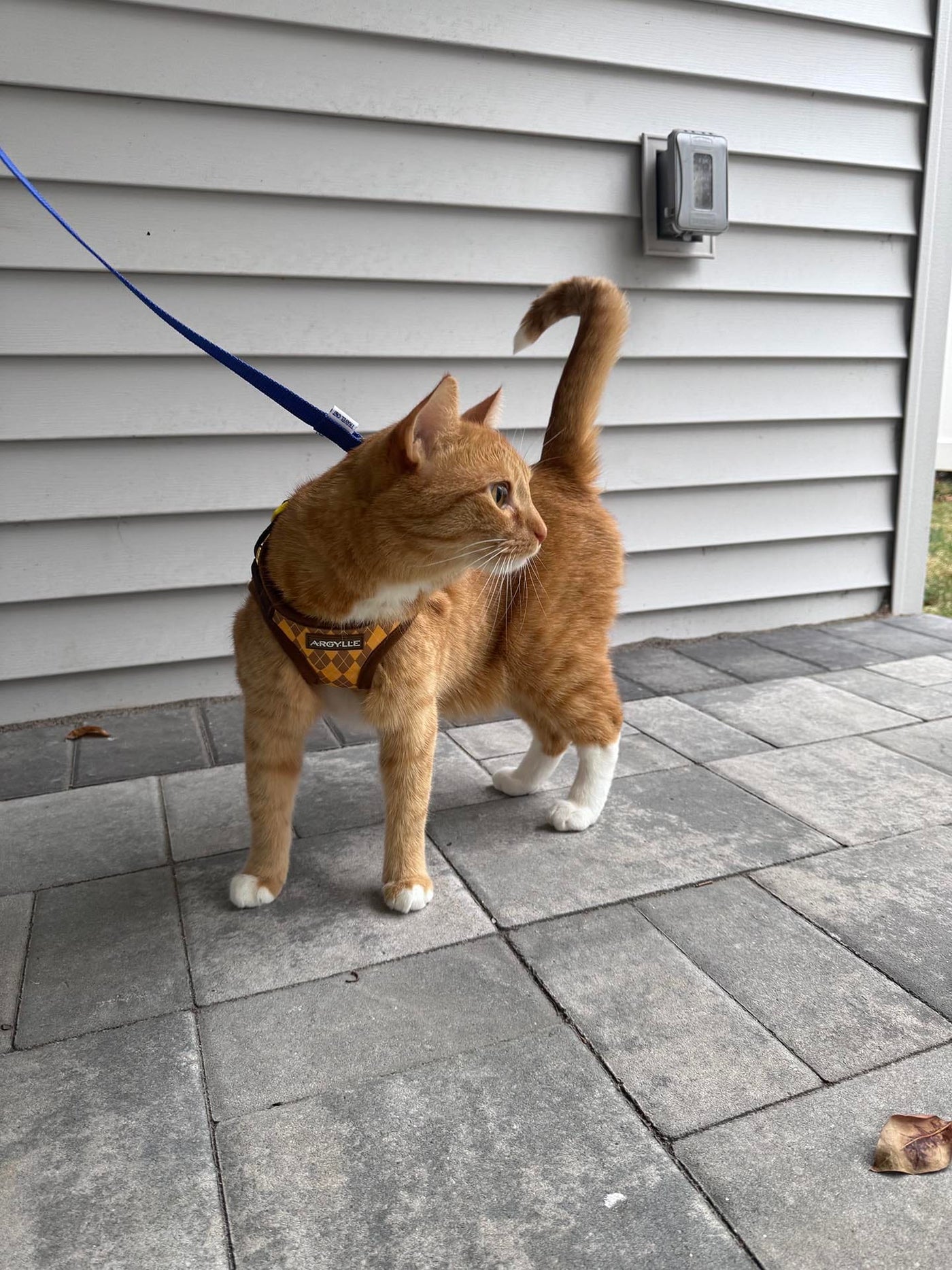 Argylle x Travel Cat Harness & Leash - Officially Licensed