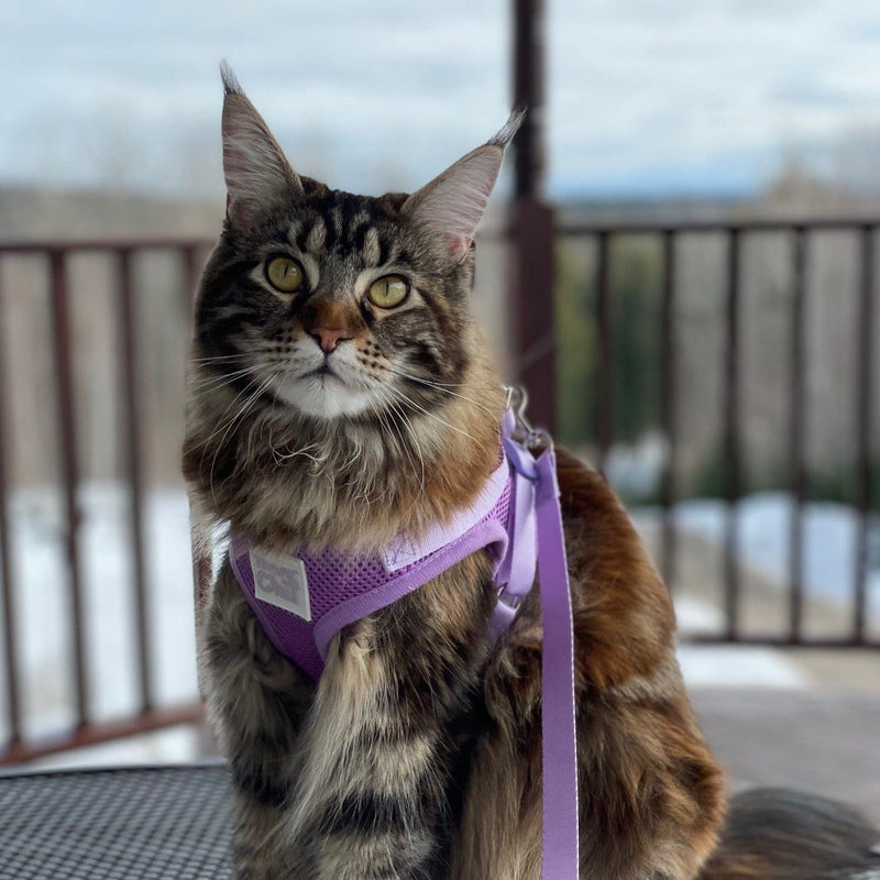 "The True Adventurer" Reflective Cat & Kitten Harness and Leash ...