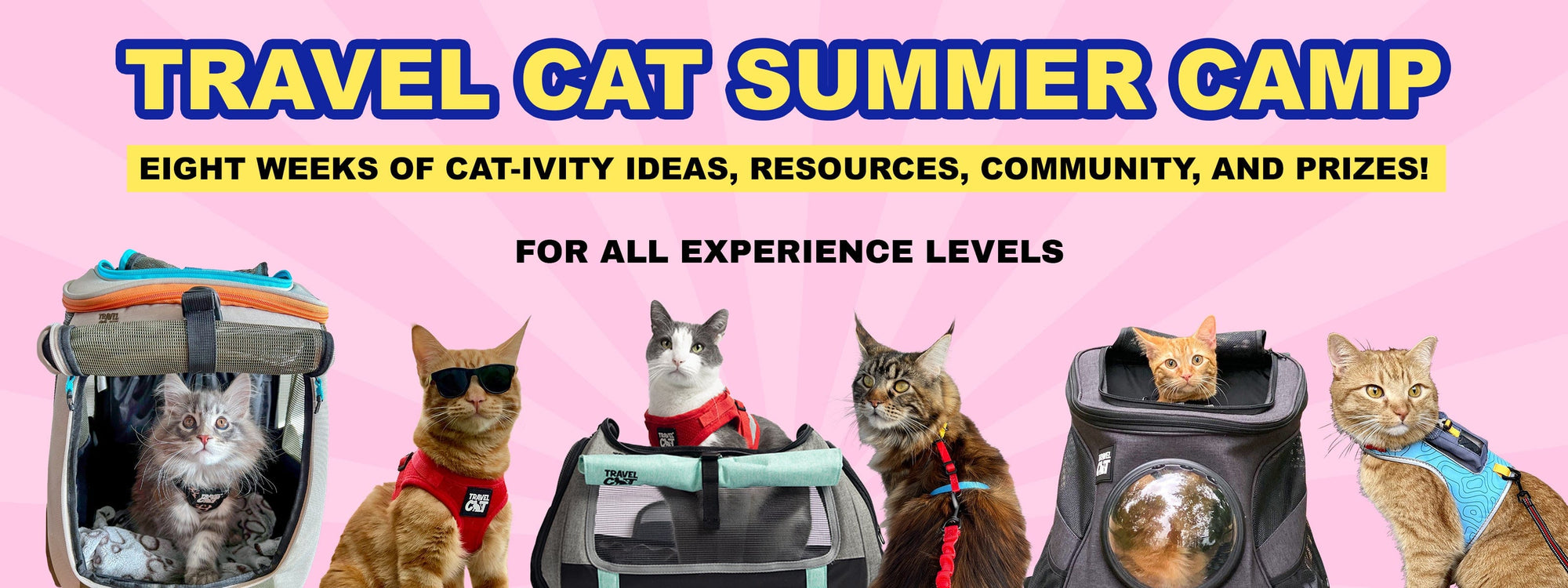 Travel Cat Summer Camp