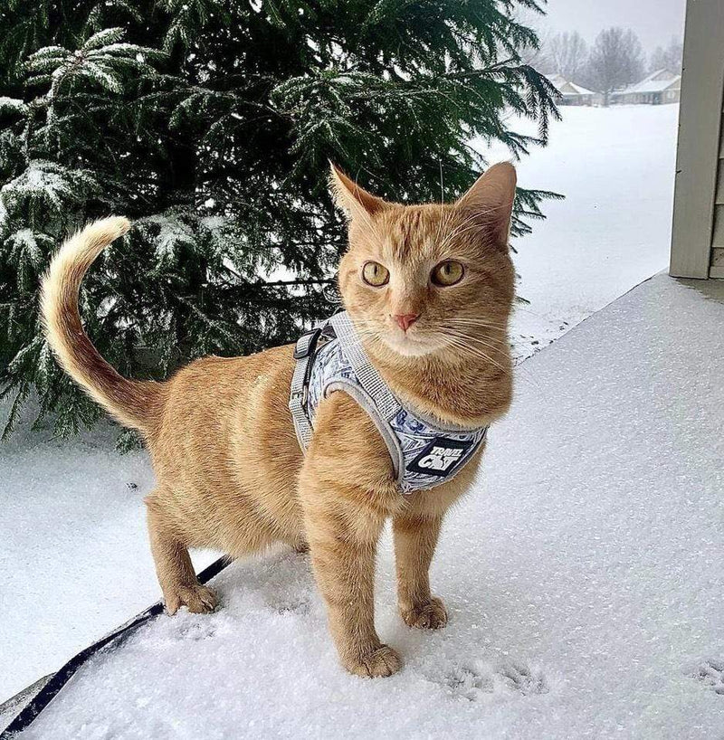 "Cash Cat" Limited Edition Harness & Leash Set – Travel Cat | Your Cat ...