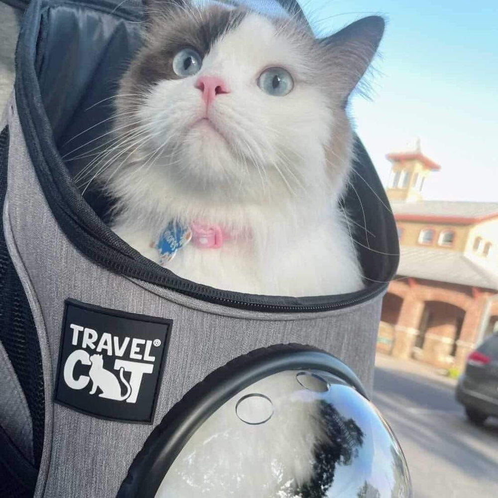 The 7 Best Cat Backpacks for 2024 - Review and Guide