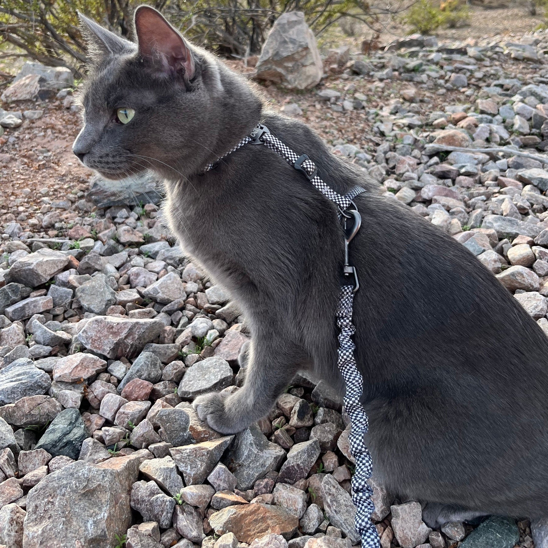"The Day Tripper" Adjustable H-Style Cat Harness & Bungee Leash